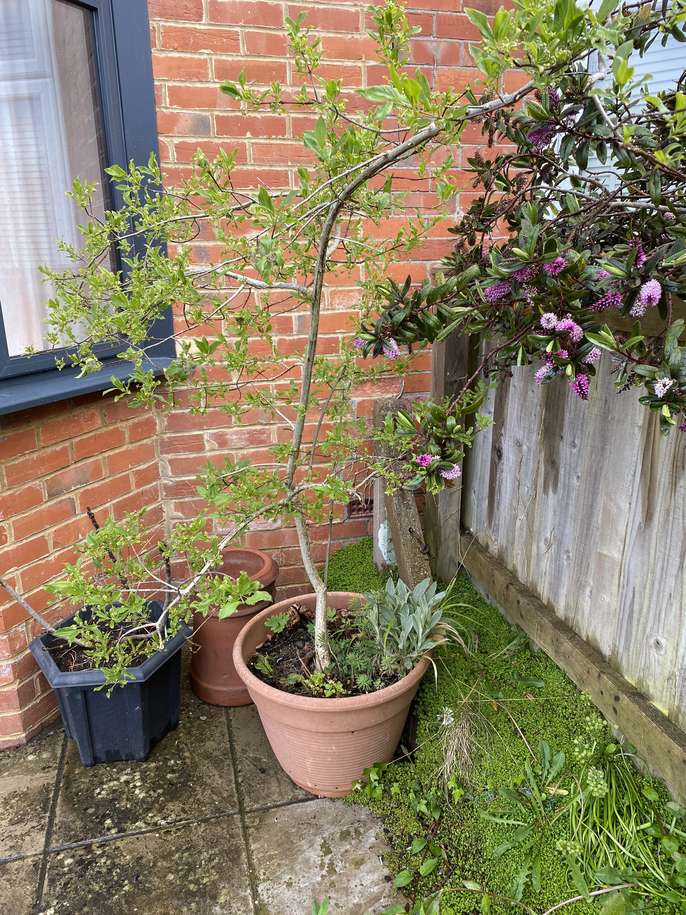 FreelyWheely: 6ft TALL SPINDLE TREE