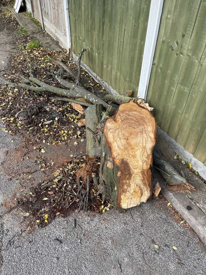 FreelyWheely: Logs from tree