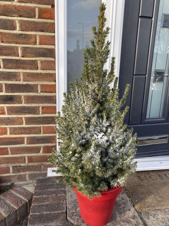 FreelyWheely: 2 real fir trees in pots