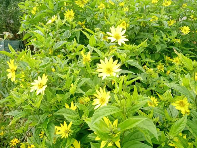 FreelyWheely: Free plants, echinops, helenium Lemon Queen, day lily